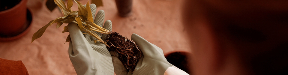 CURSO DE BOTÁNICA - Cursos Online | Euroinnova