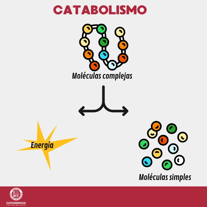 Todo sobre el Catabolismo | Euroinnova